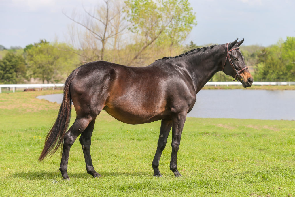 Another Royal Pain - Mane on Fire Farm, LLC