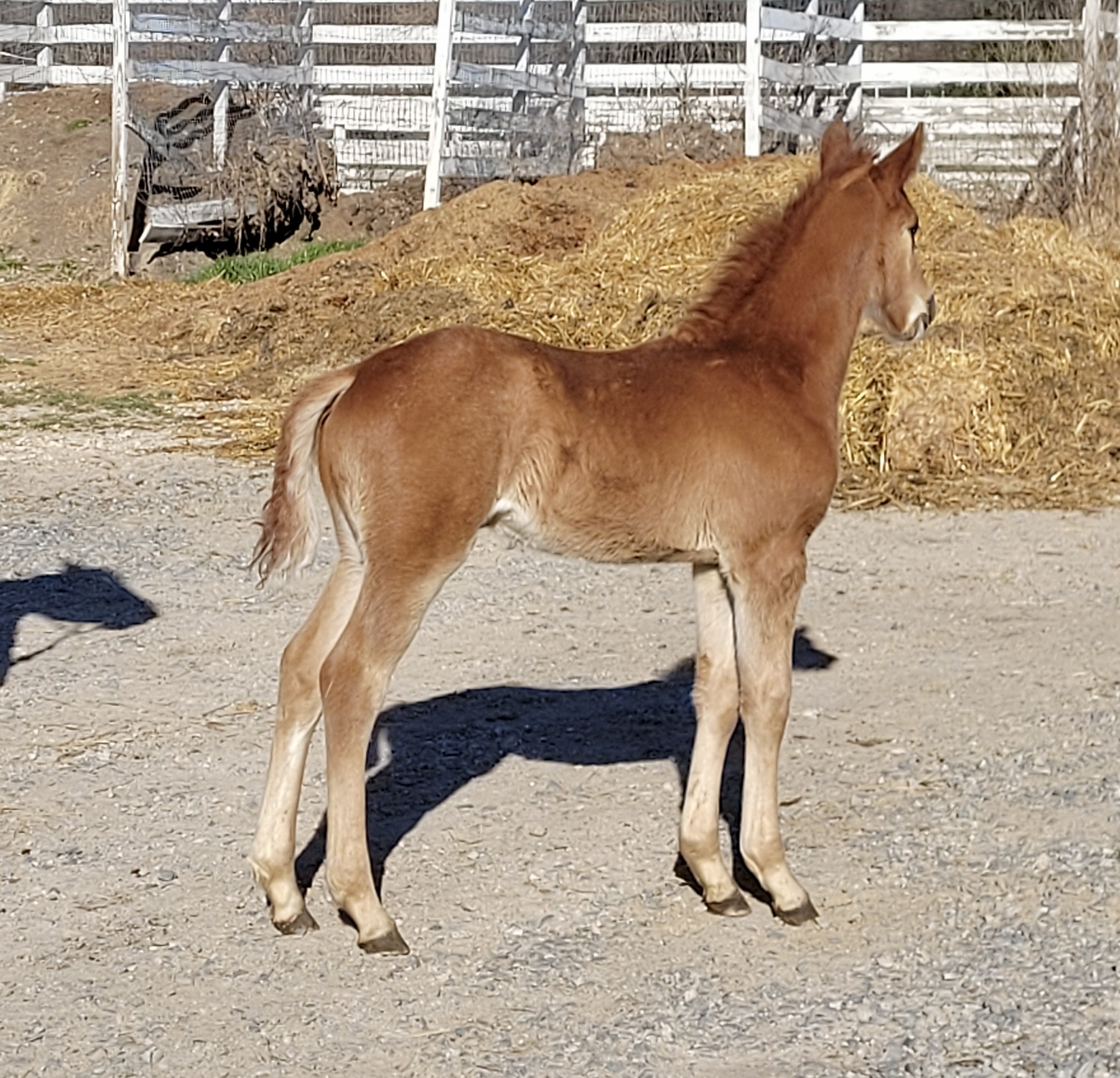 Sunstriker MFF - Mane on Fire Farm, LLC