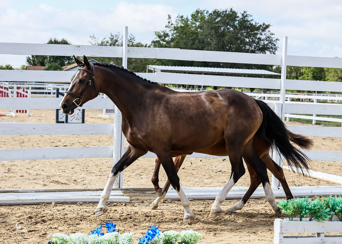 O'Hara MFF - Mane on Fire Farm, LLC